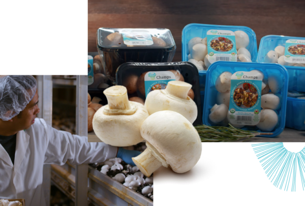 Champ’s Mushroom Farms | South Mill Champs